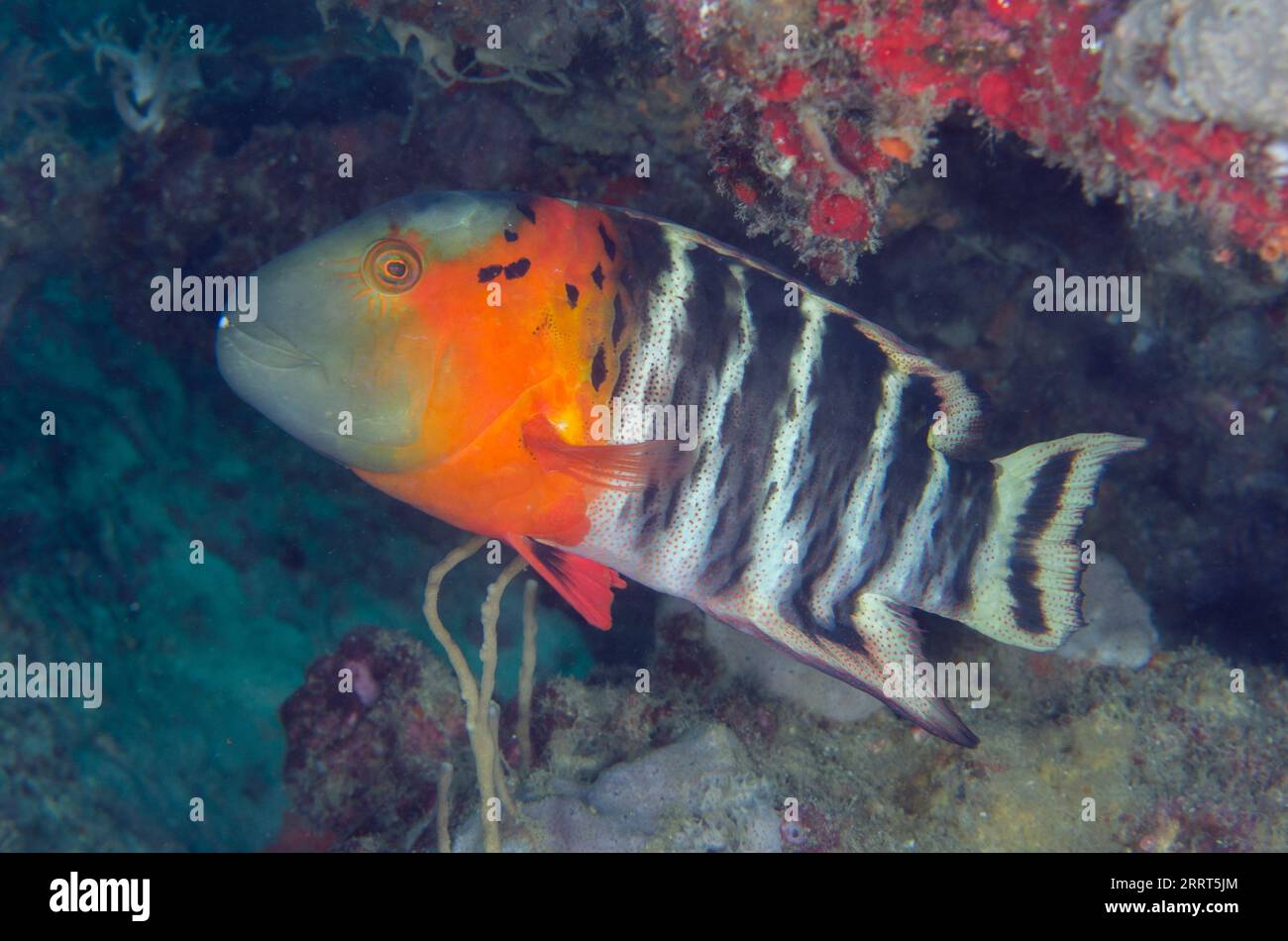 Red-breasted Wrasse, Cheilinus fasciatus, showing teeth, Post dive site ...