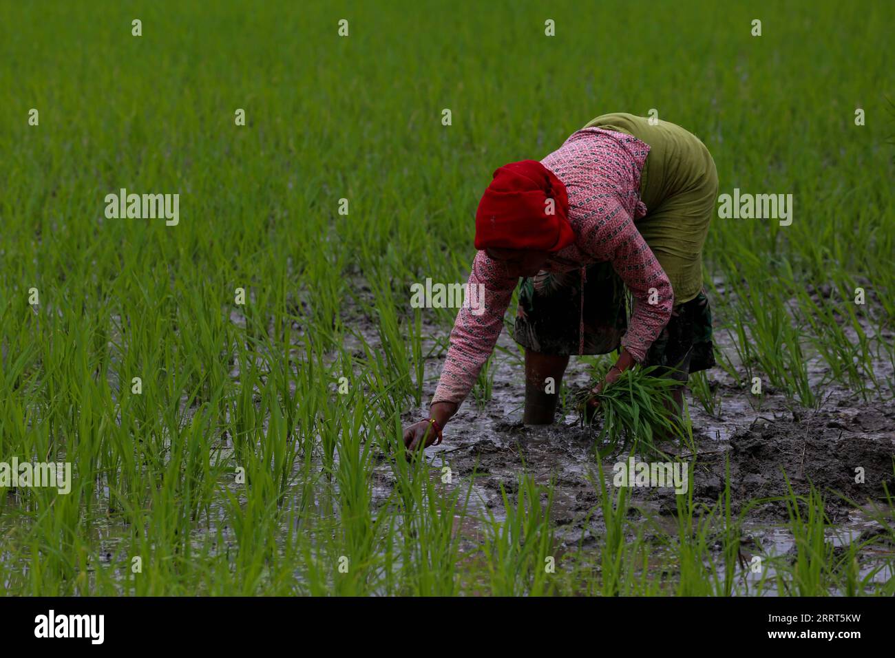 230630 -- KATHMANDU, June 30, 2023 -- A woman plants paddy seedlings in ...