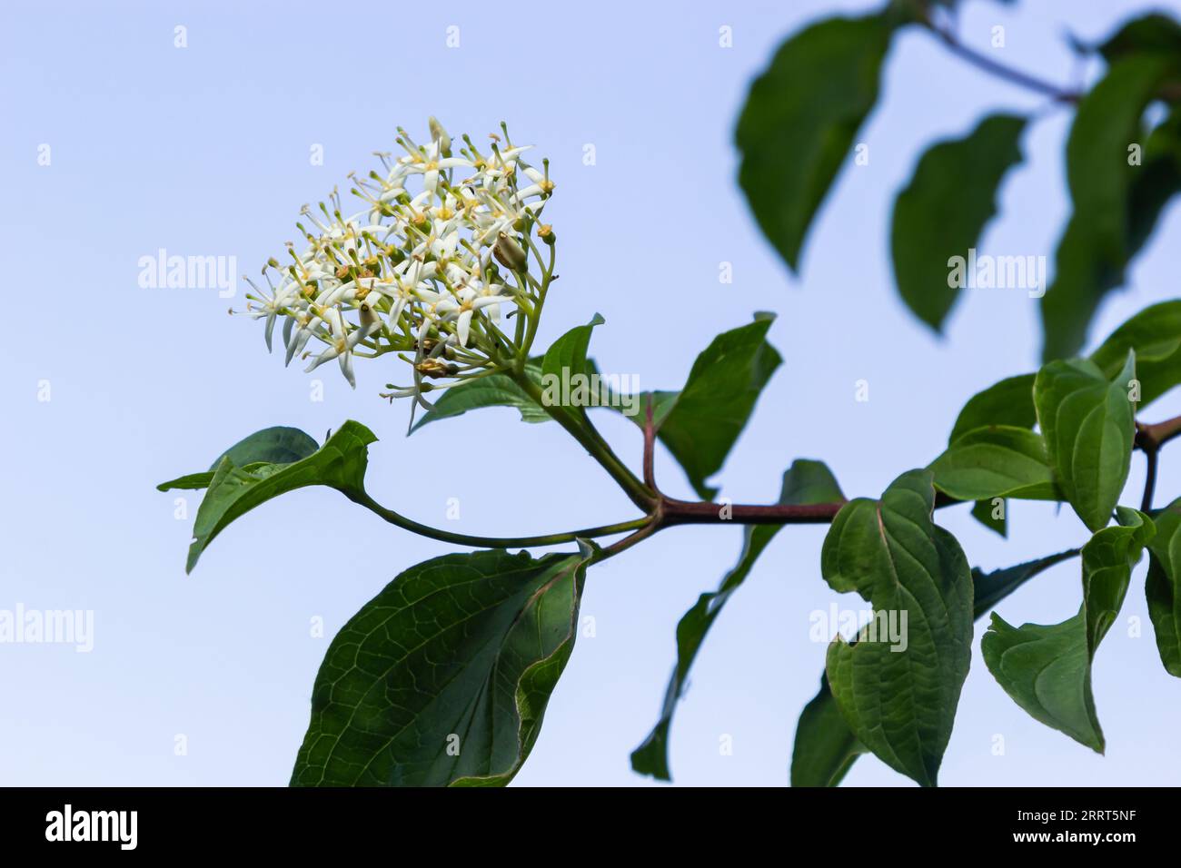 Cornus sanguinea, the common dogwood white blossoms with green leaves ...