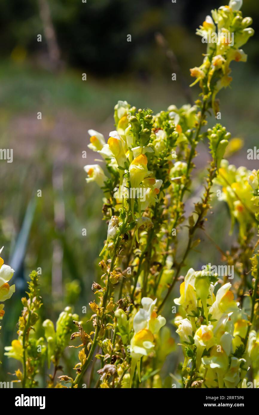 Flaxseed or wild snapdragon Linaria vulgaris is a medicinal herb ...