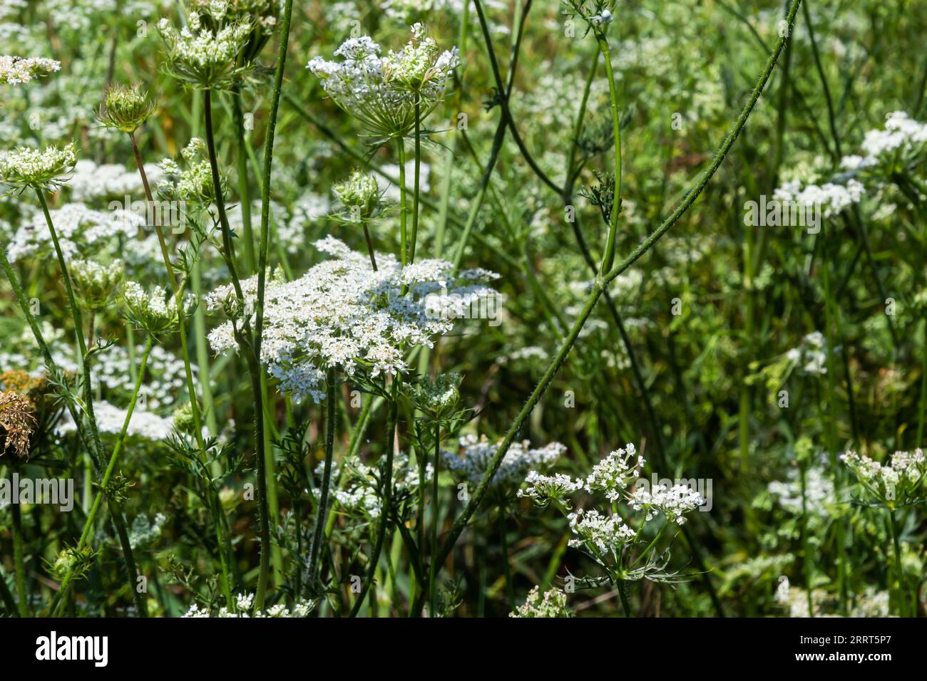 Daucus carota inflorescence, showing umbellets. White small flowers on ...