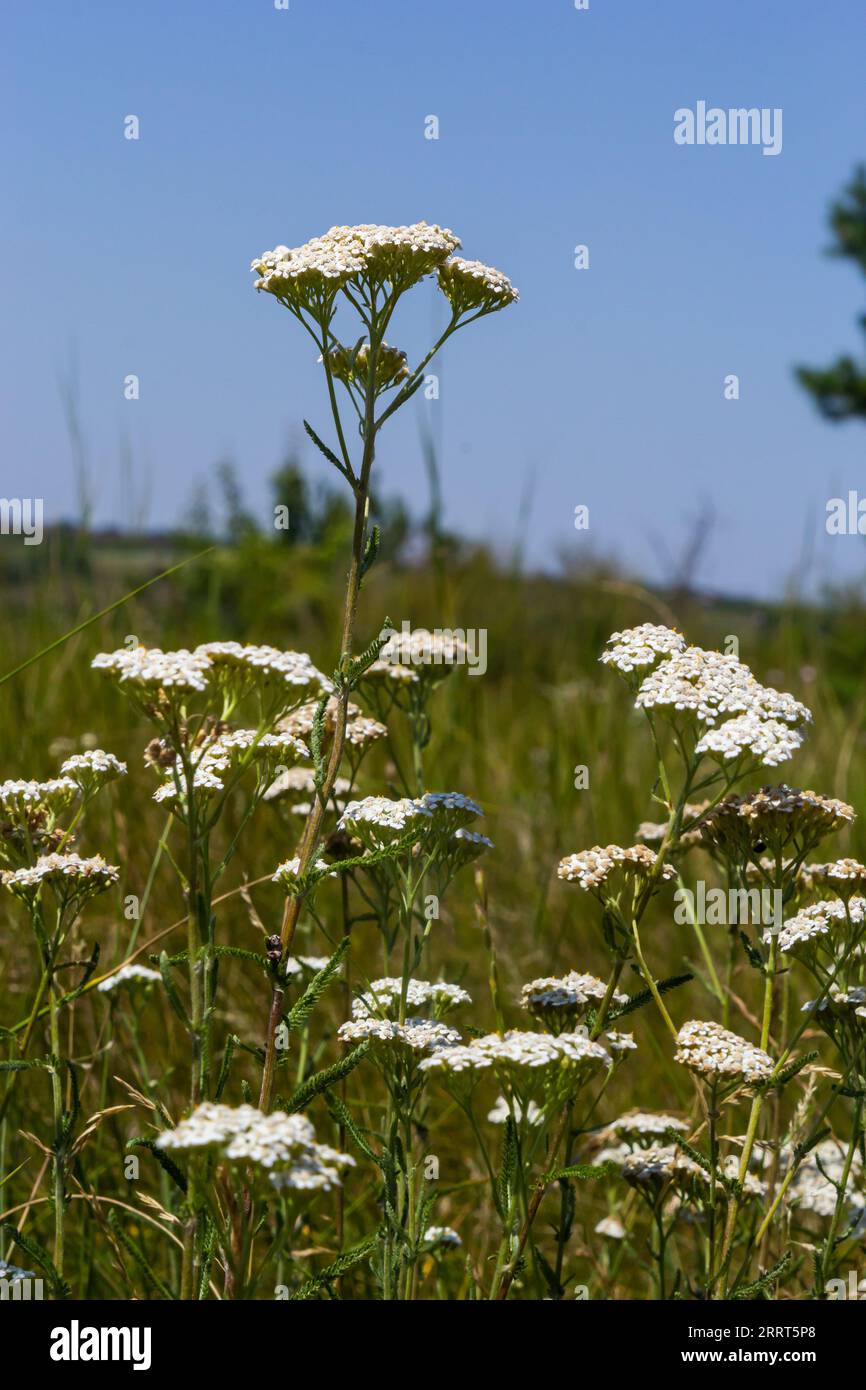 Achillea millefolium, commonly known as yarrow or common yarrow, is a ...