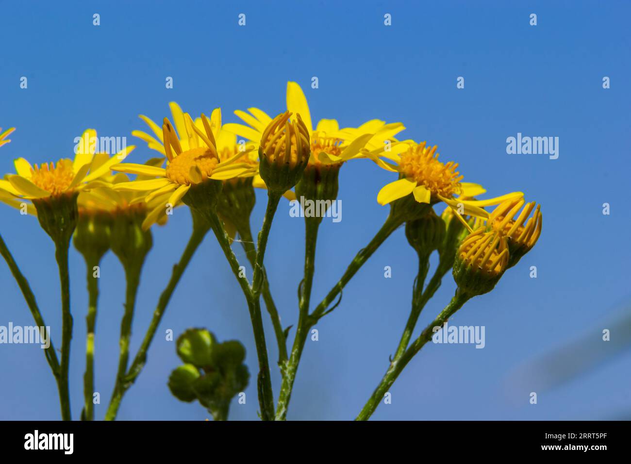 Common ragwort plants hi-res stock photography and images - Alamy