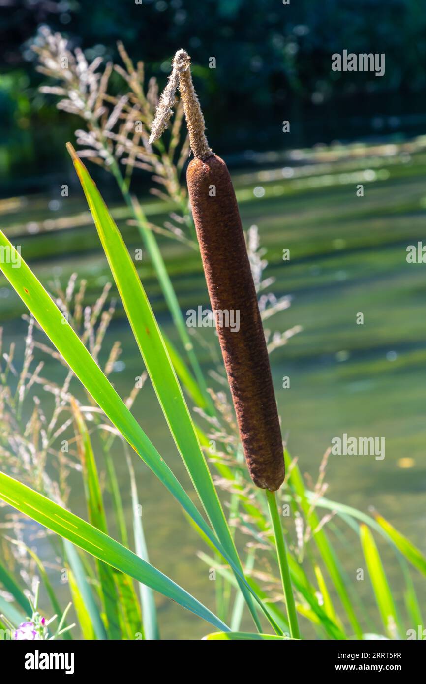 Typha latifolia, Common Bulrush. Broadleaf Cattail, blackamoor flag ...