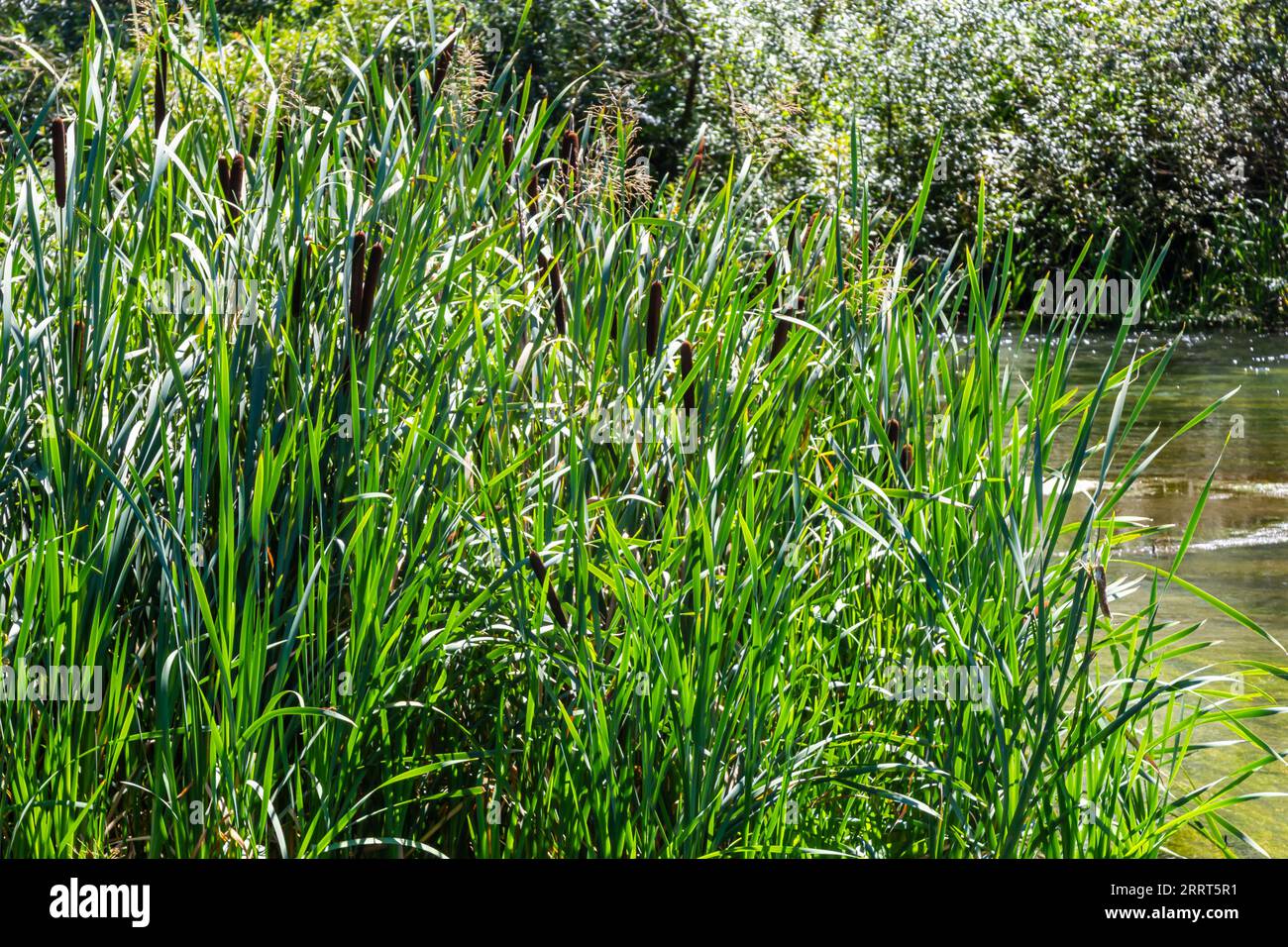 Typha latifolia Common Bulrush blackamoor flag water-torch by the lake ...