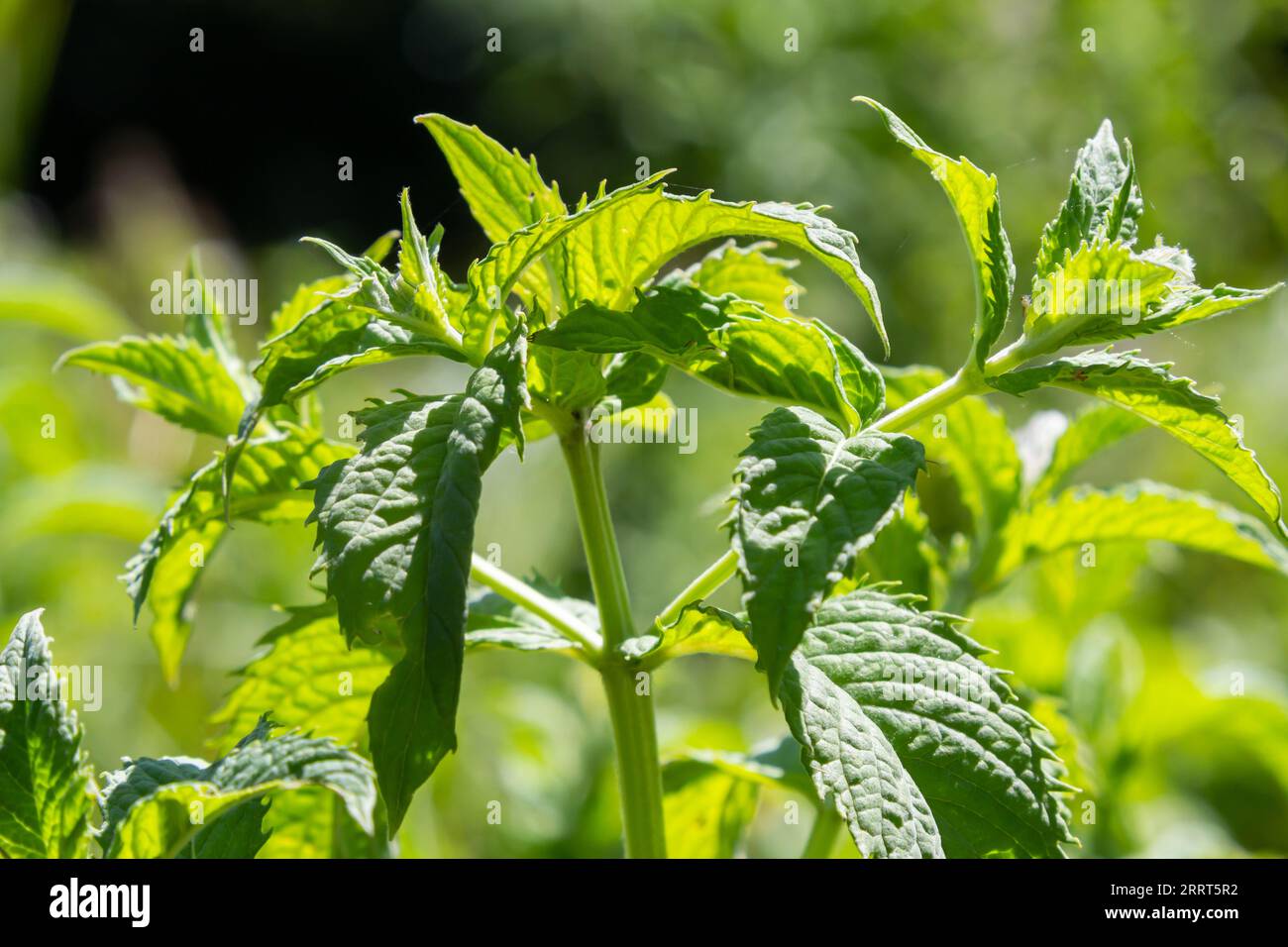 In the wild grows mint long-leaved Mentha longifolia Stock Photo - Alamy