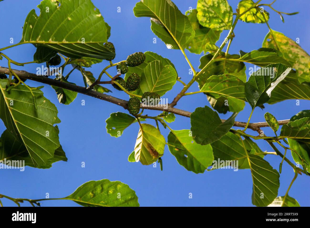 A branch of alder leaves and green cones. Branch of Alnus glutinosa ...