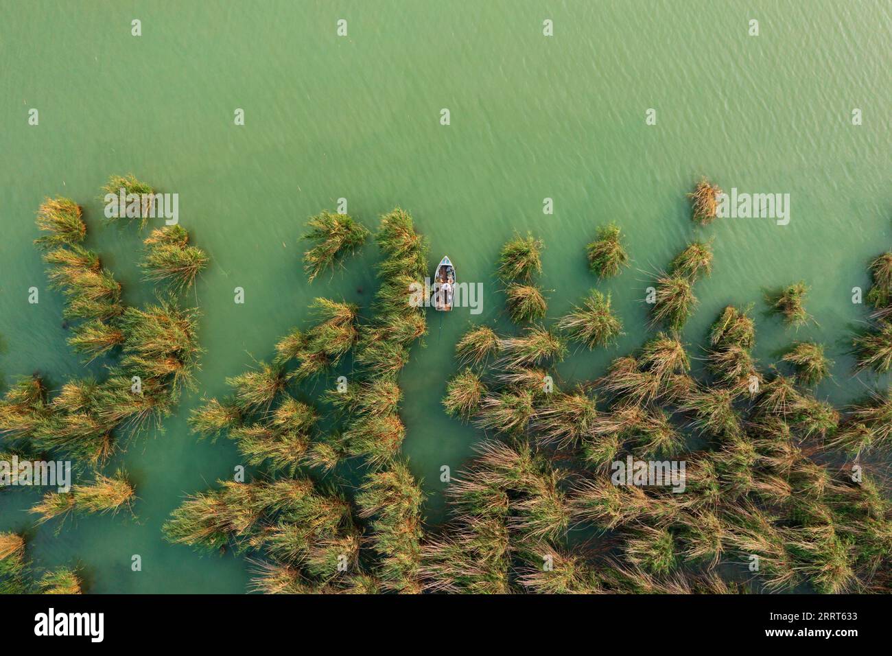 Fisherman fishing in the reeds at lake Balaton. Still life Stock Photo ...