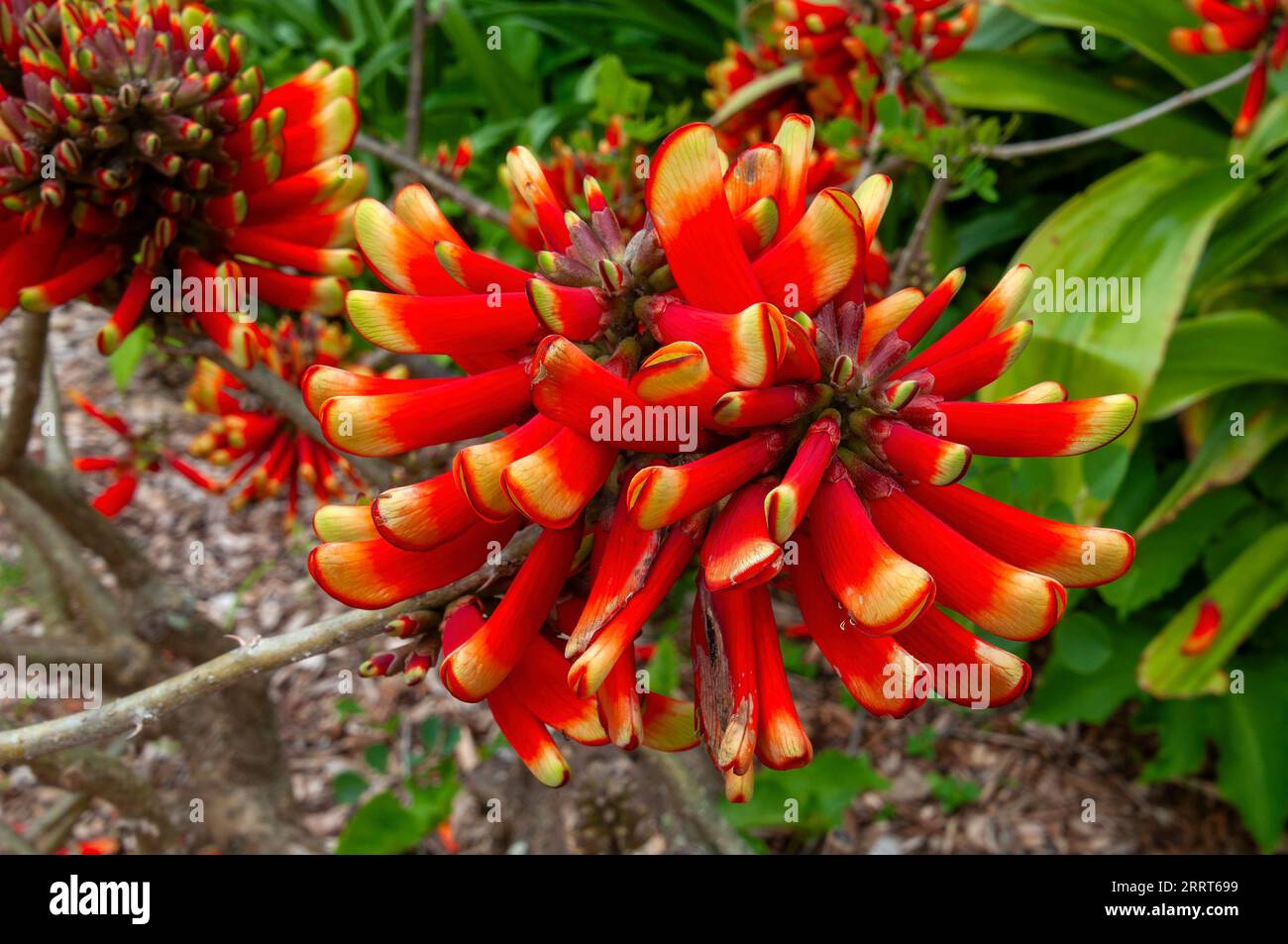 Sydney Australia, bright coloured flower stem of a tambookie thorn ...