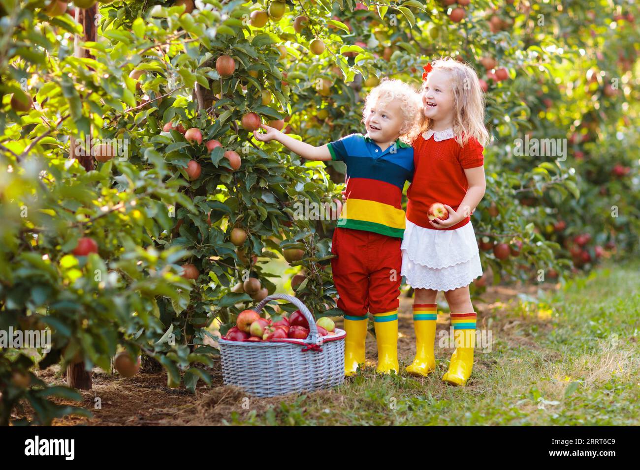 Child picking apples on a farm in autumn. Little girl and boy playing ...