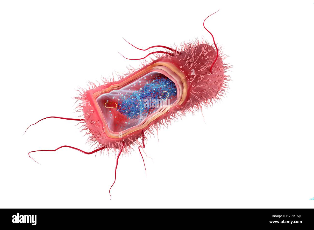 Escherichia coli anatomy, illustration Stock Photo - Alamy