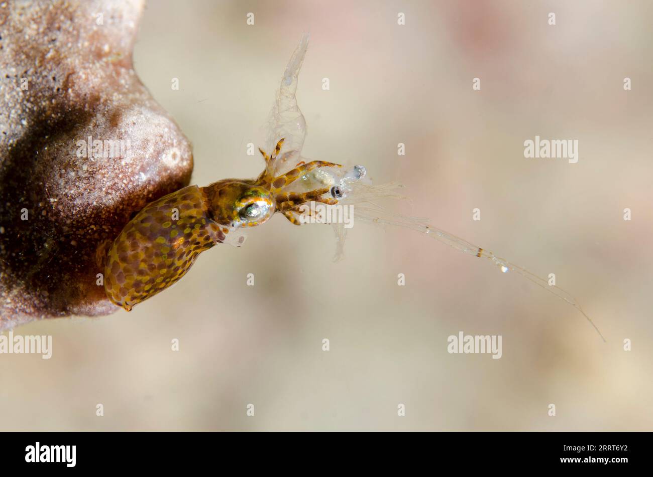 Caridea sp hi-res stock photography and images - Alamy