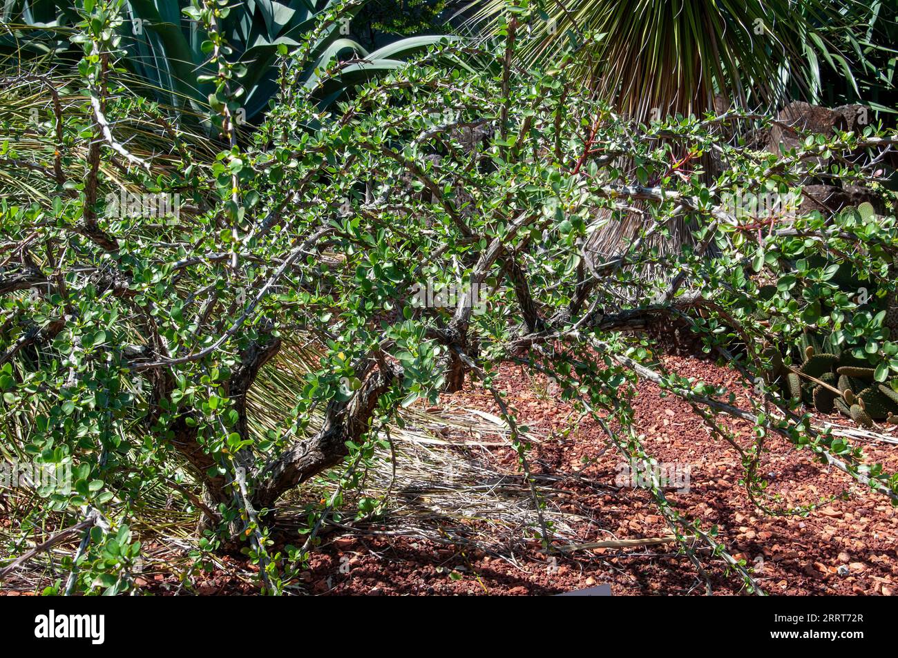Adan tree hi-res stock photography and images - Alamy