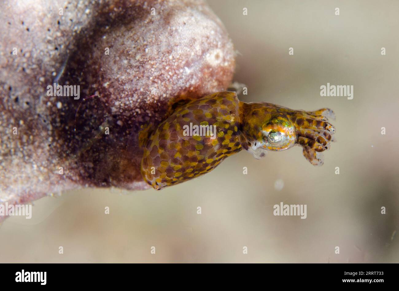 Pygmy Squid, Idiosepius sp, with shrimp, Palaemonidae Family, prey ...