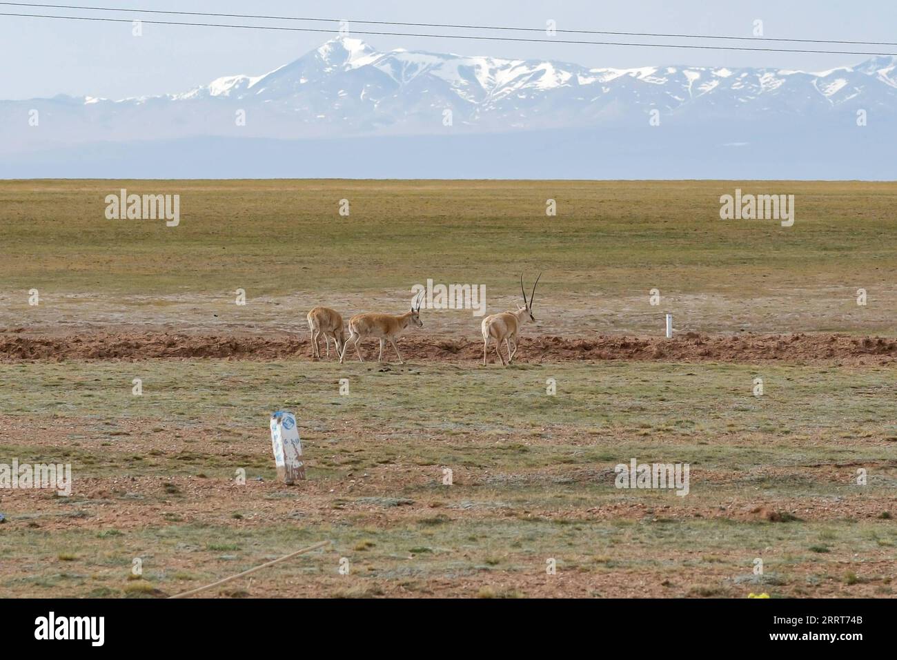 Antelope researcher hi-res stock photography and images - Alamy