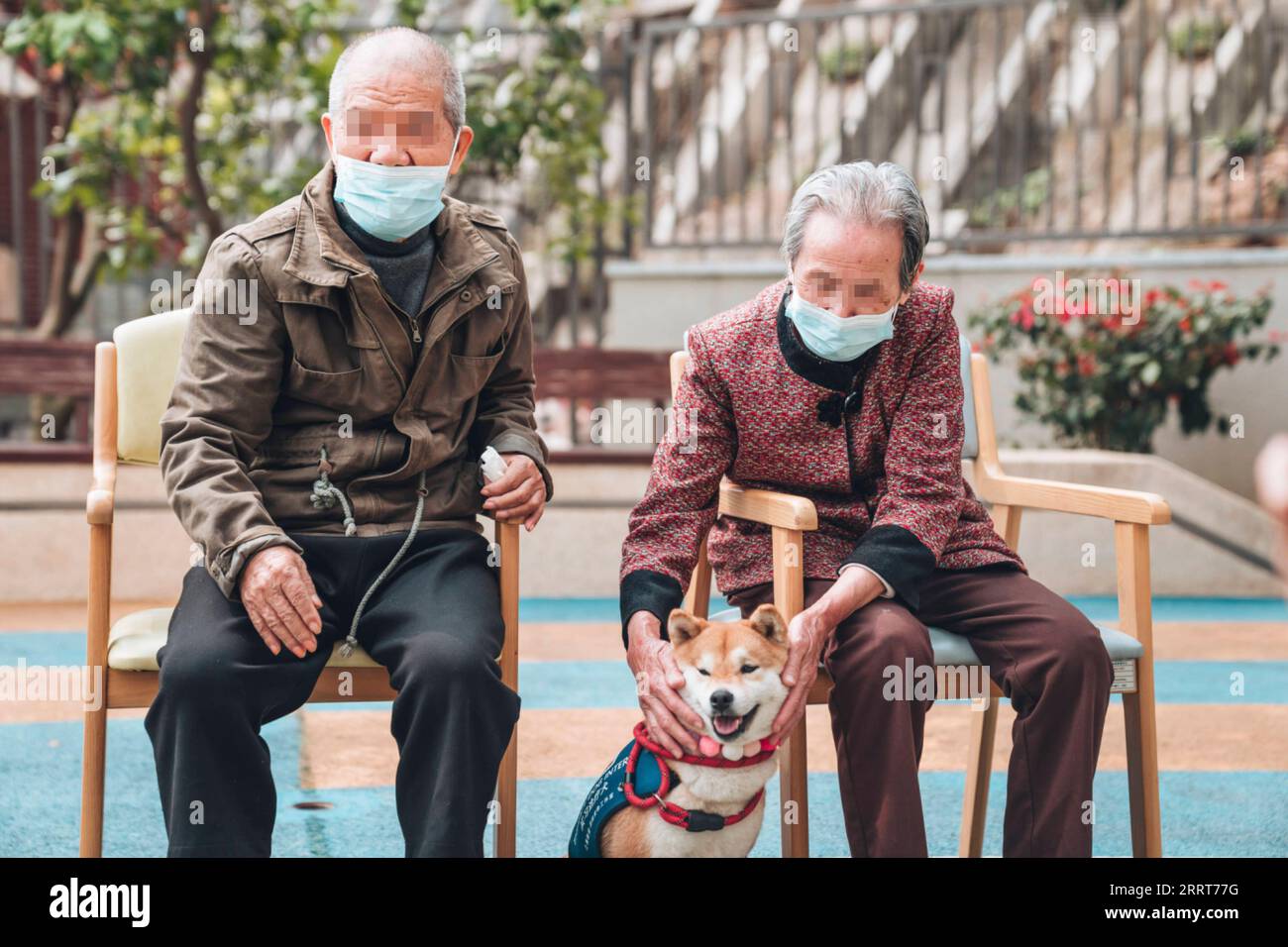 Companions of humans hi-res stock photography and images - Alamy