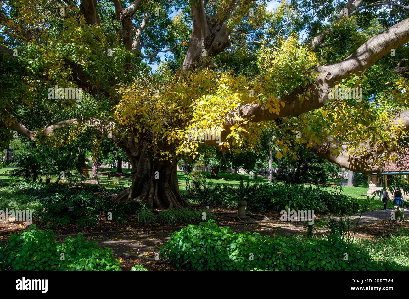 Sydney Australia, autumn like scene with yellow leaves of a ficus ...