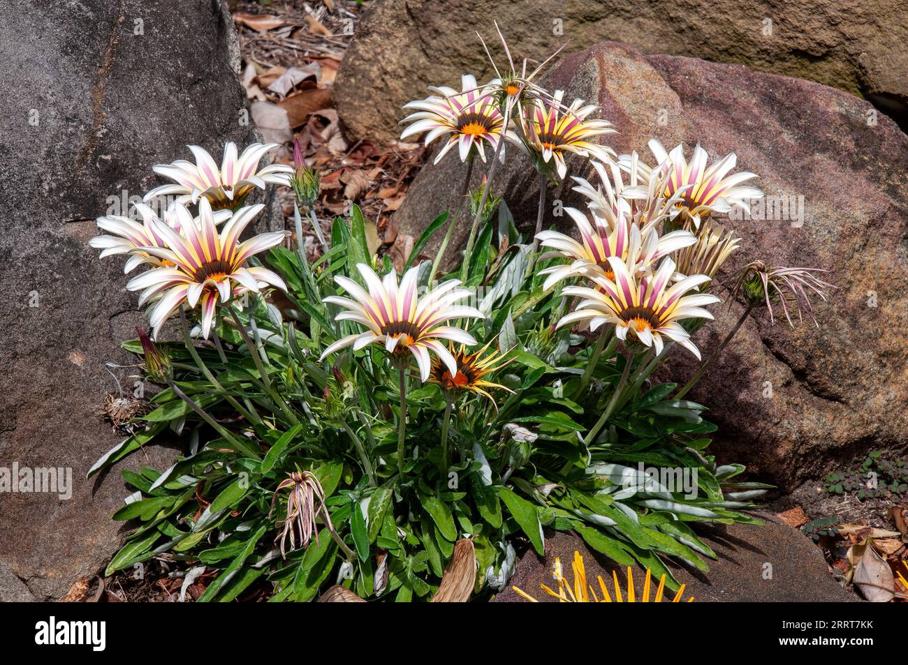 Sydney Australia, flowering gazania plant in rock garden Stock Photo ...