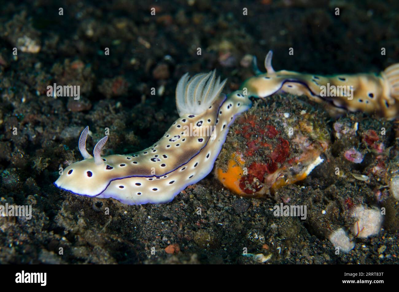 Pair of Tryon's Nudibranch, Hypselodoris tryoni, trailing, Wreck Slope ...