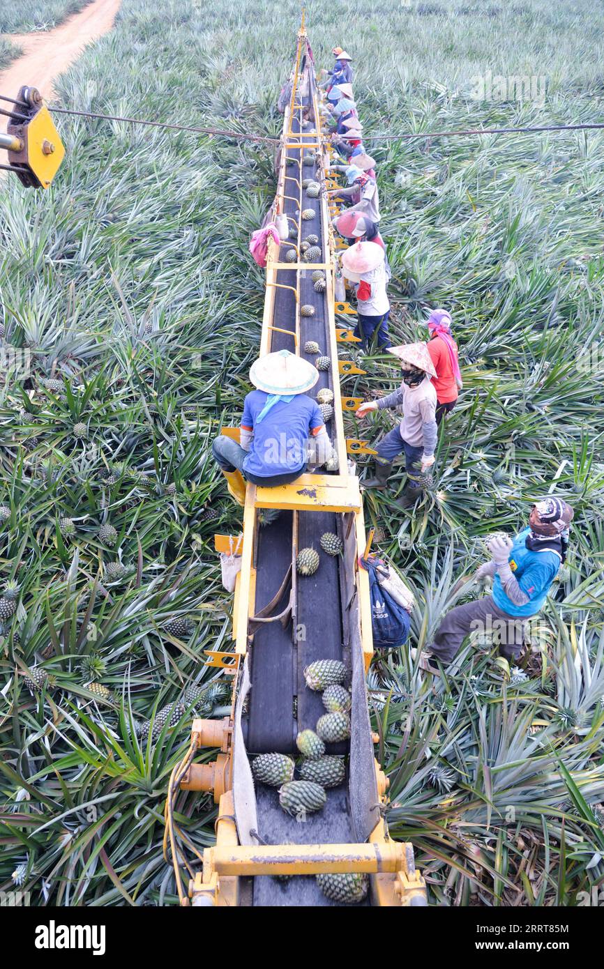 Picking pineapples hi-res stock photography and images - Alamy