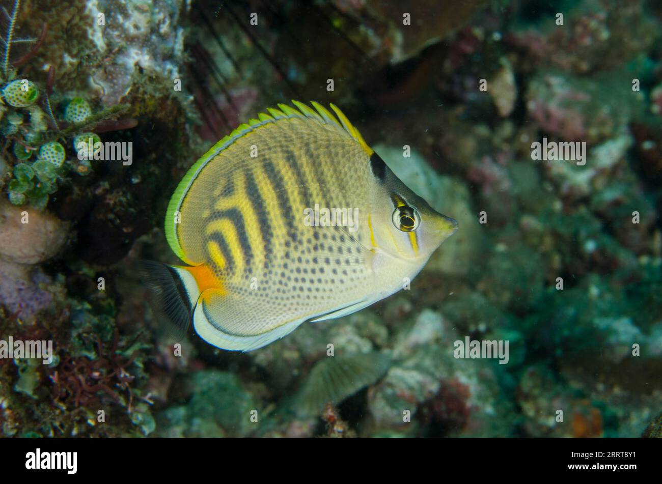 I love fish hi-res stock photography and images - Alamy