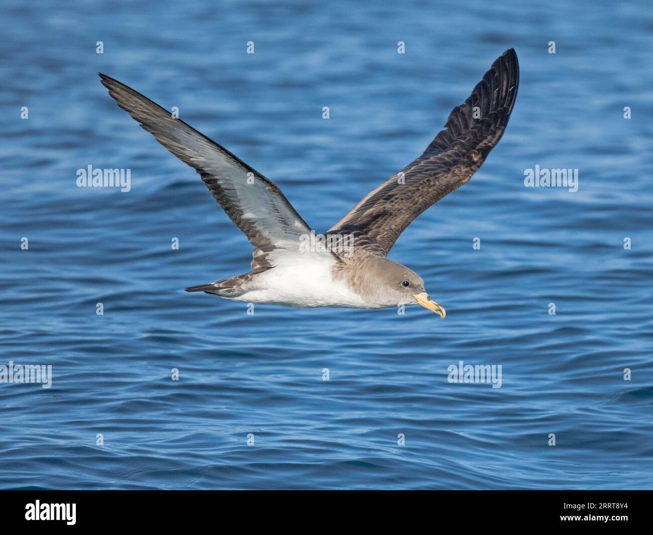 Cory's shearwater (Calonectris borealis) in flight, at sea off St Agnes ...