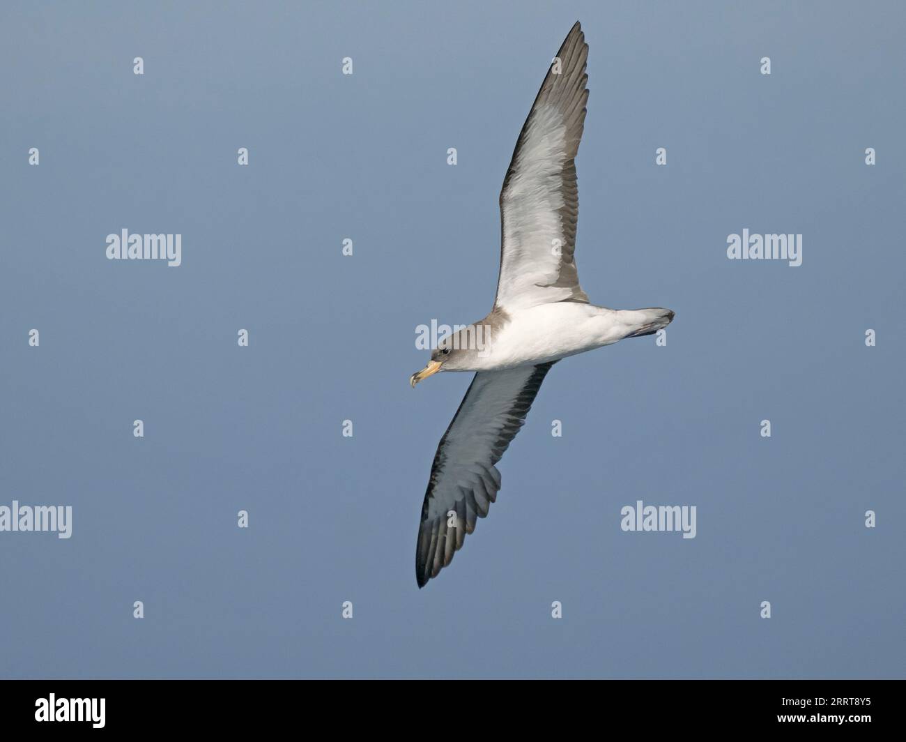 Cory's shearwater (Calonectris borealis) in flight, at sea off St Agnes ...