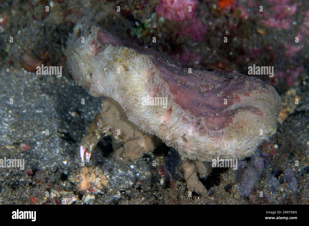 Sleepy Sponge Crab, Dromia dormia, carrying piece of Sponge, Porifera ...