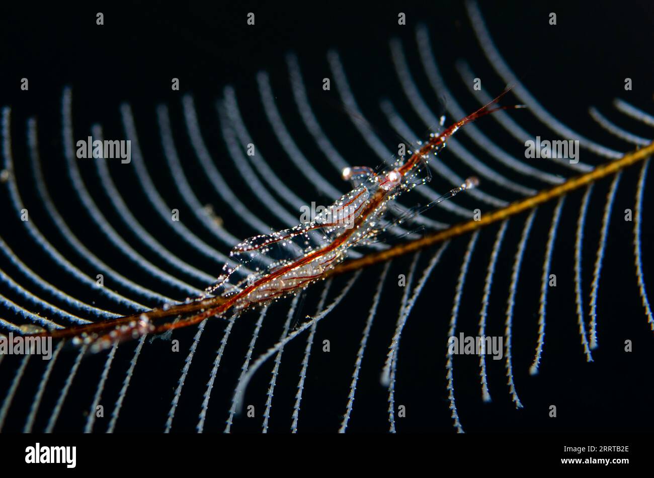 Class hydrozoa hi-res stock photography and images - Alamy