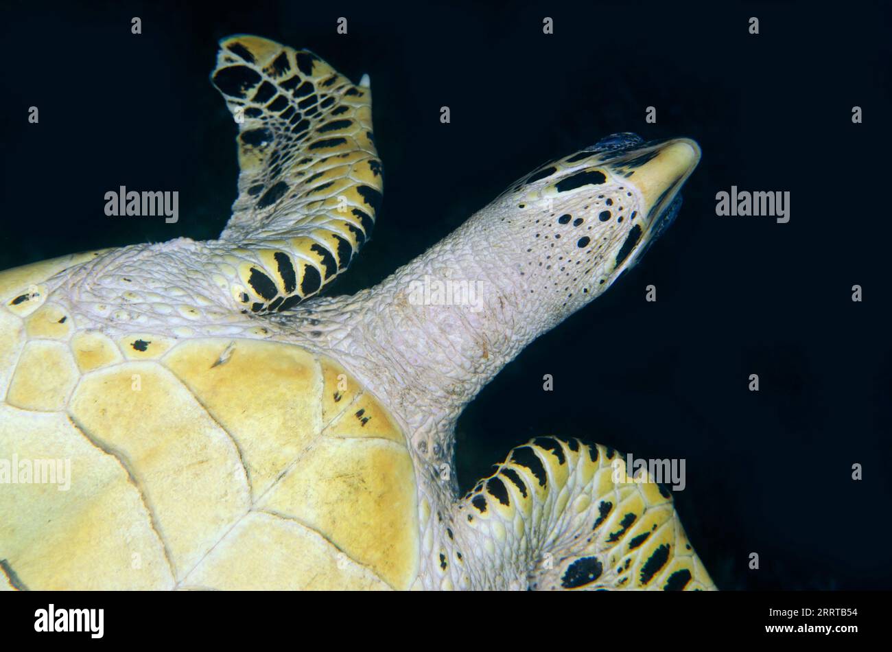 Bal bali hi-res stock photography and images - Alamy