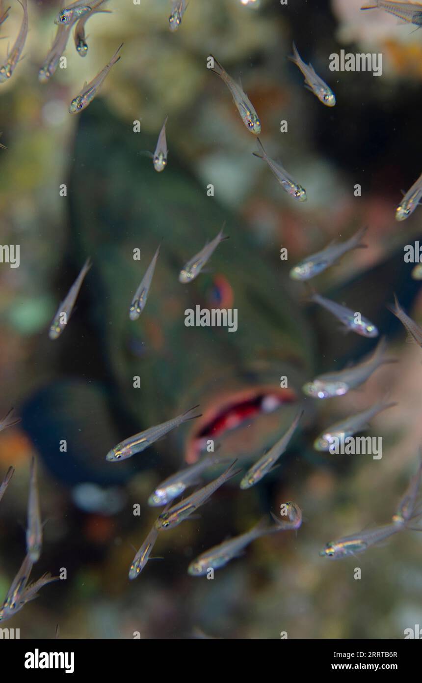 Scuba reg hi-res stock photography and images - Alamy