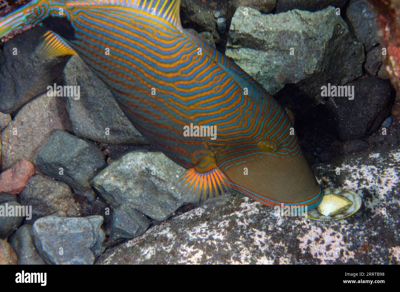 Orange-lined Triggerfish, Balistapus undulatus, eating Chiton ...