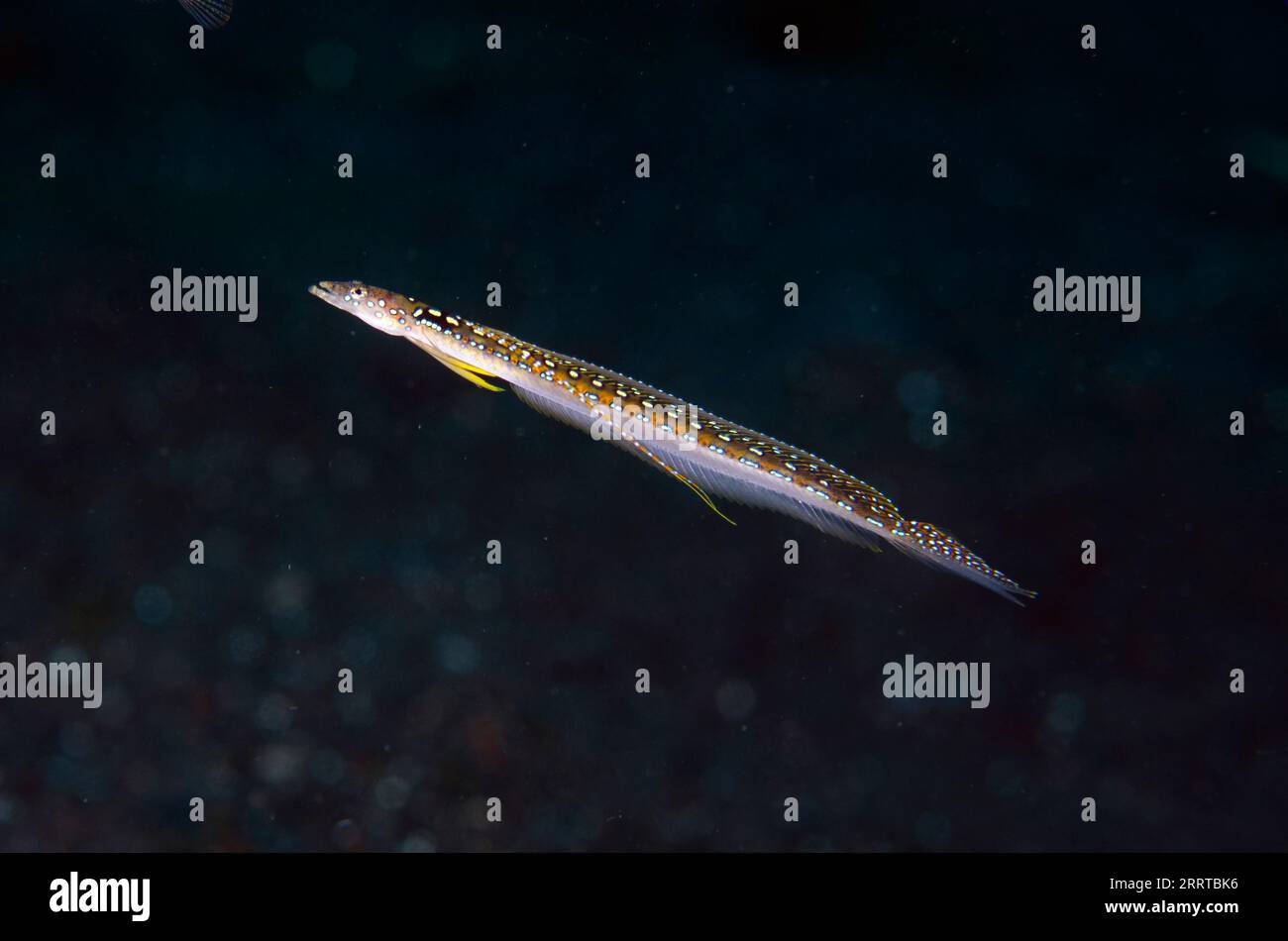 EMale legant Sand-Diver, Trichonotus elegans, Batu Ringgit dive site ...