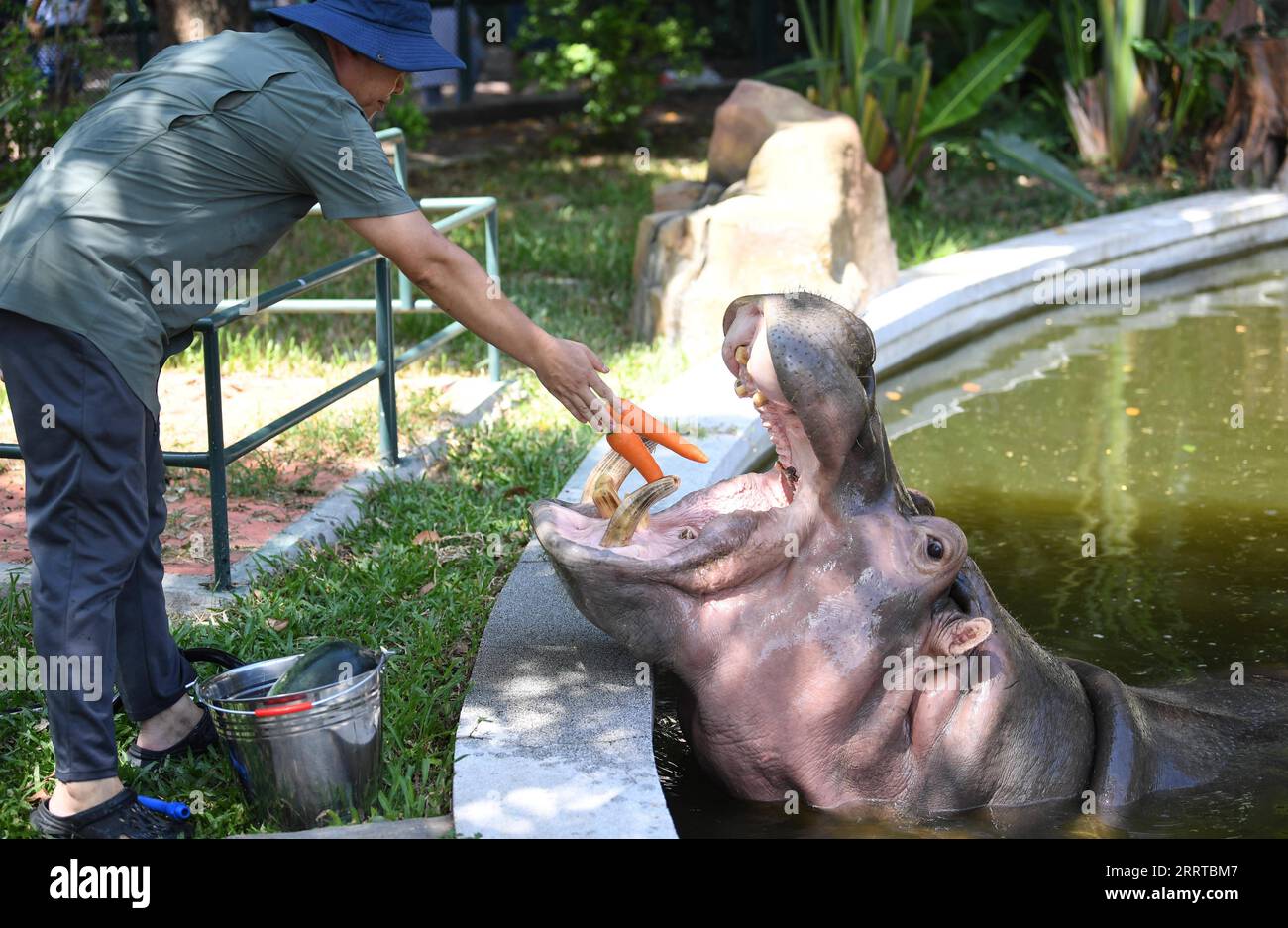 230713 -- GUANGZHOU, July 13, 2023 -- A breeder feeds a hippo with ...