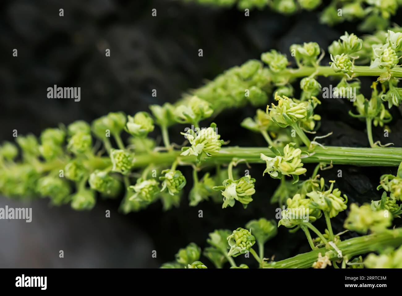 Mignonette flower hi-res stock photography and images - Alamy