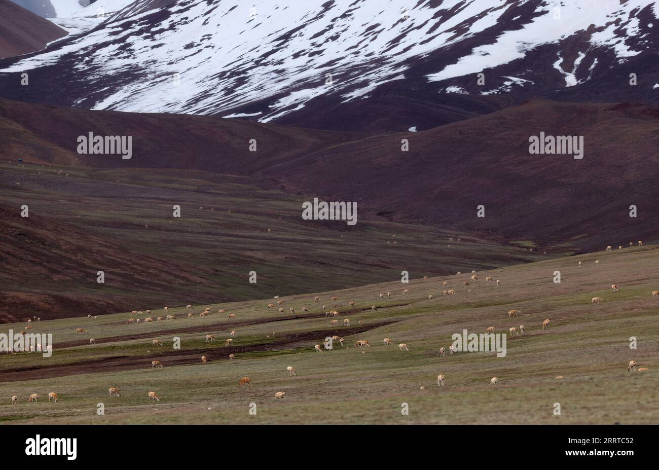 230715 -- ALTUN MOUNTAINS, July 15, 2023 -- This photo taken on July 7 ...