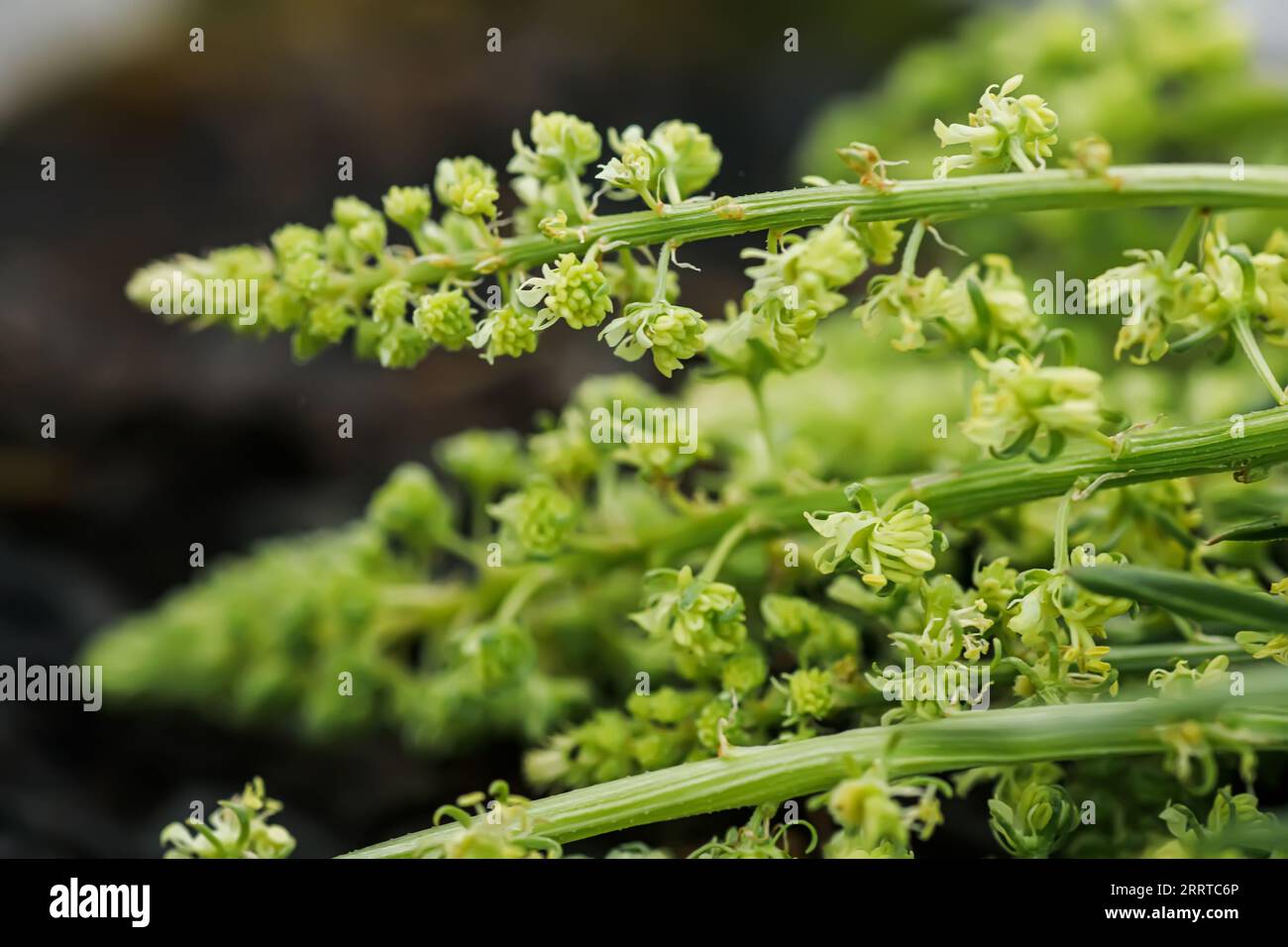Mignonette flower hi-res stock photography and images - Alamy