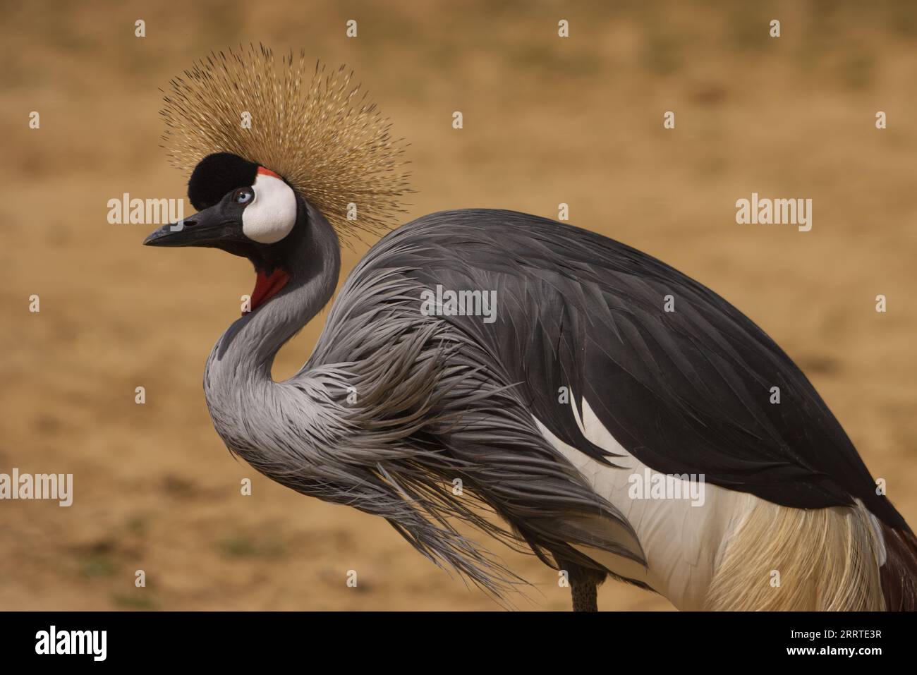 The African crested or crowned crane, Balearica regulorum Stock Photo ...
