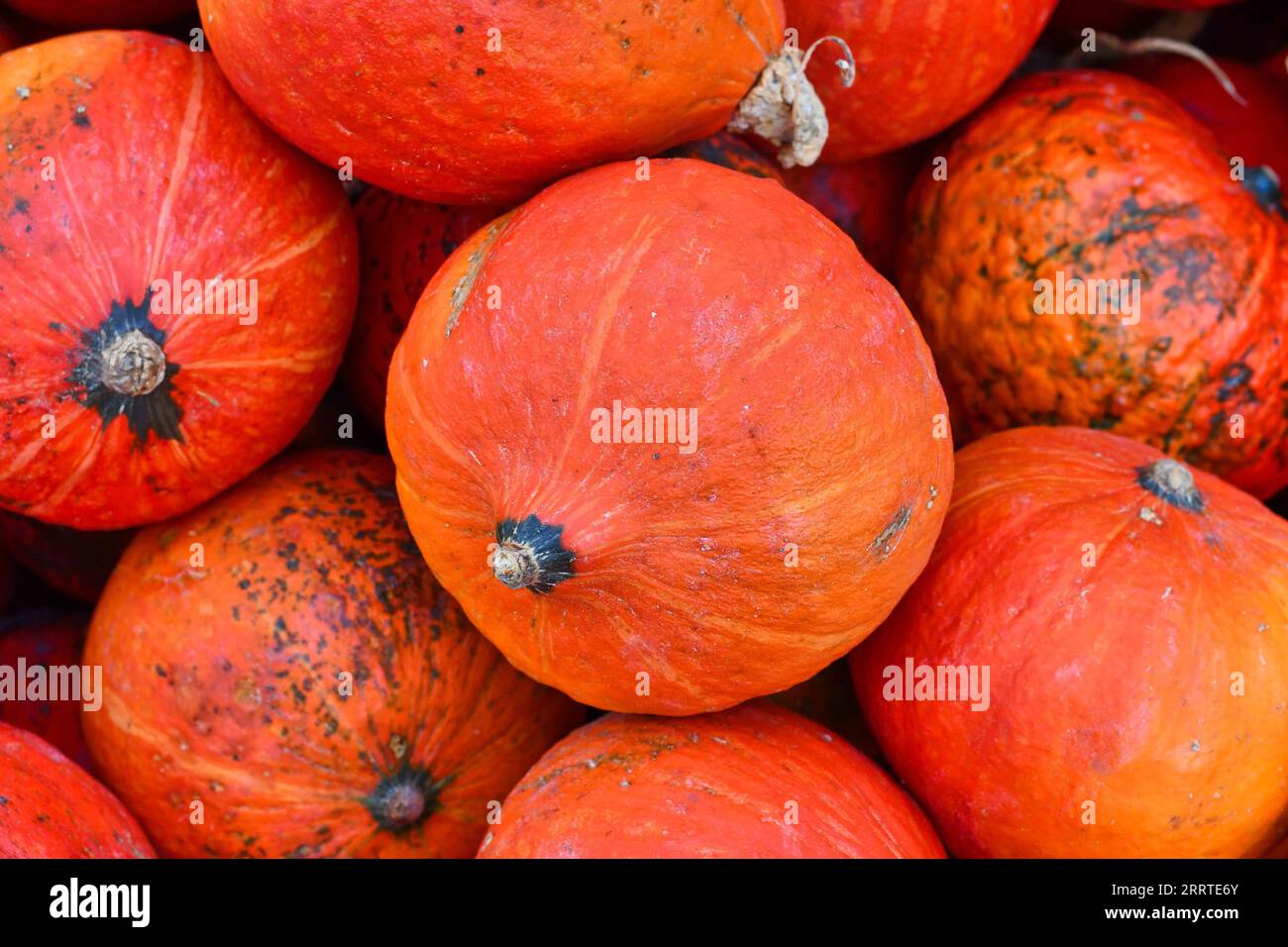Red Kuri Hokkaido squashes in pile Stock Photo - Alamy