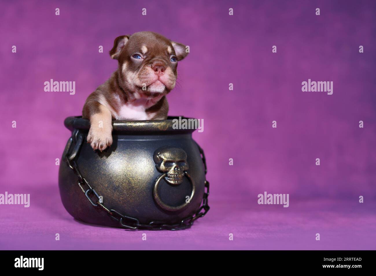 Mocca Orange Tan French Bulldog dog puppy in Halloween witch cauldron ...
