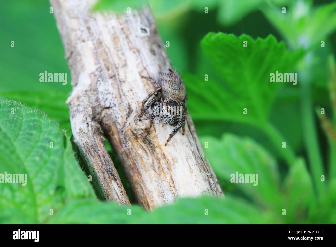Spiders in the wild, North China Stock Photo - Alamy