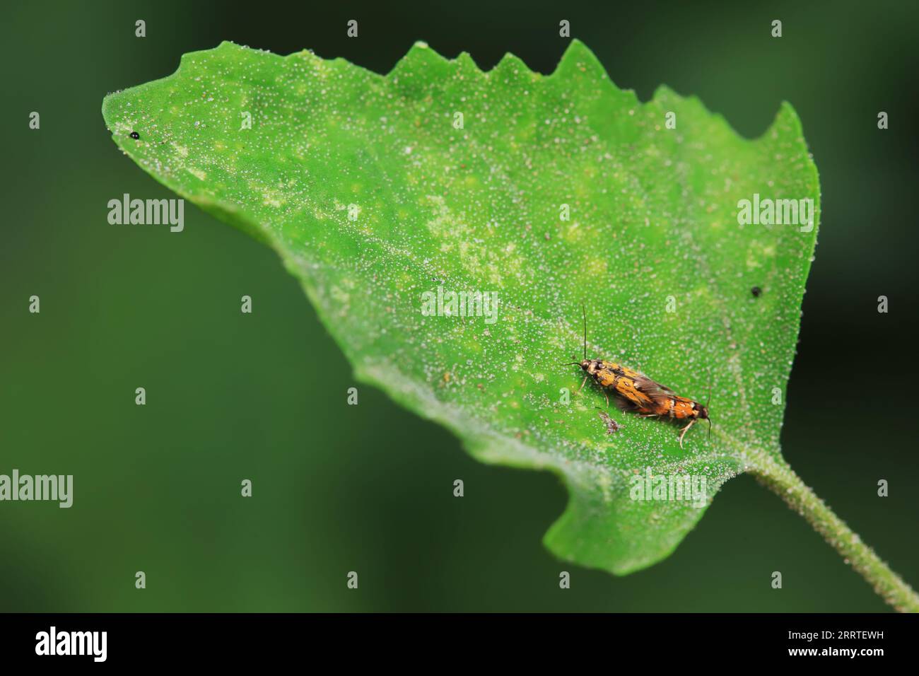 Lepidoptera insects in the wild, North China Stock Photo - Alamy