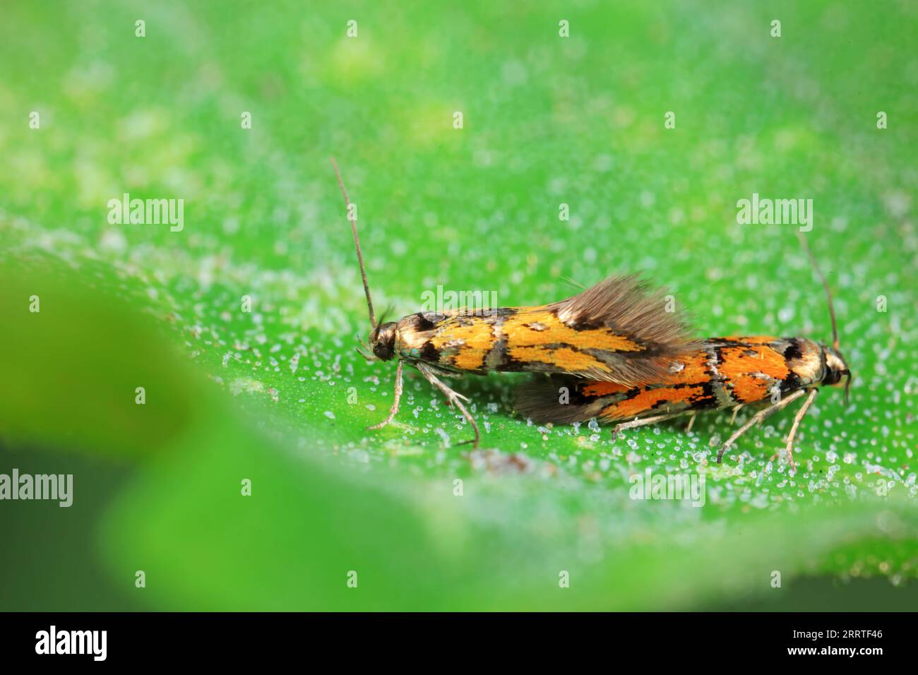 Lepidoptera insects in the wild, North China Stock Photo - Alamy