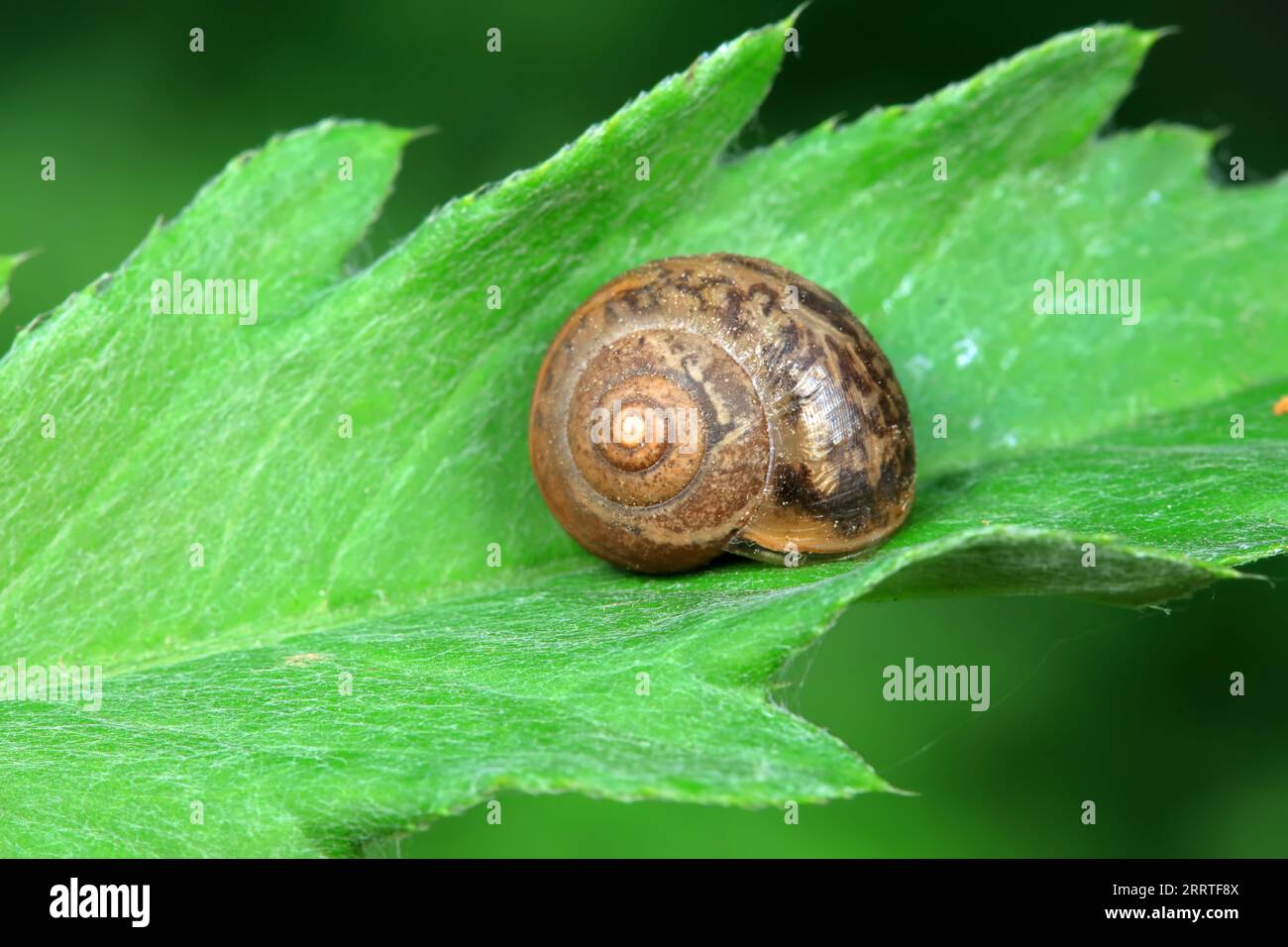 Snails on wild plants, North China Stock Photo - Alamy