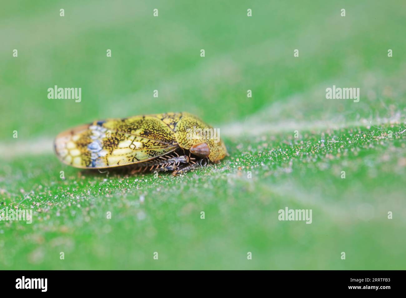Leaf cicada on wild plants, North China Stock Photo - Alamy