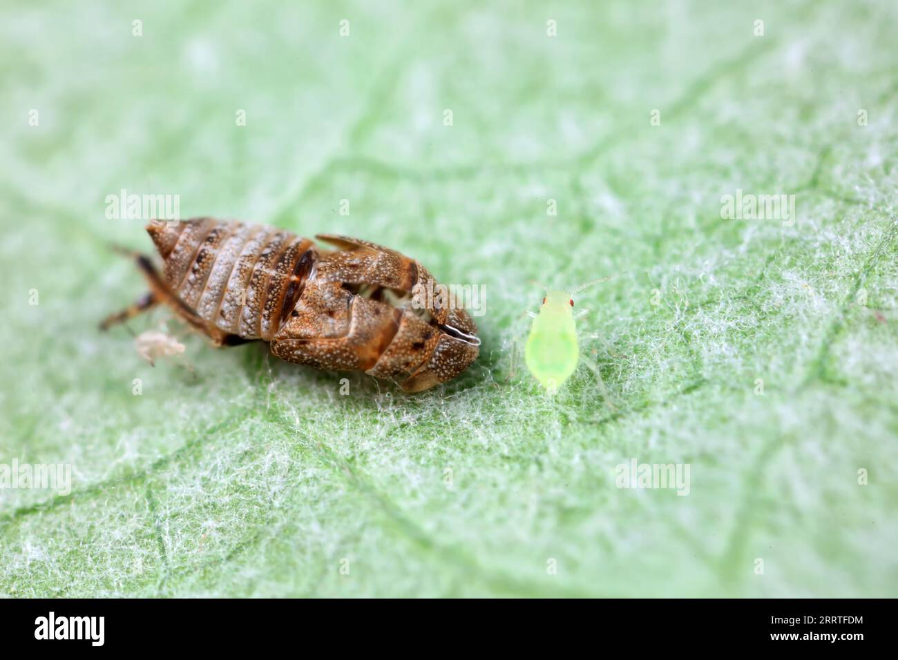 Leaf cicada on wild plants, North China Stock Photo - Alamy