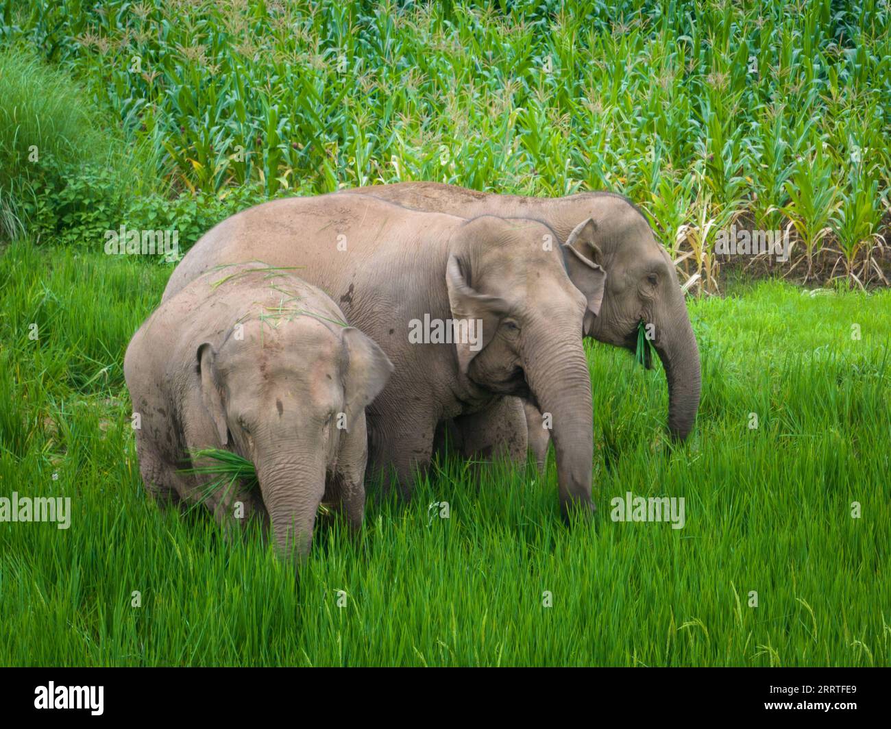 Asian elephants crops hi-res stock photography and images - Alamy