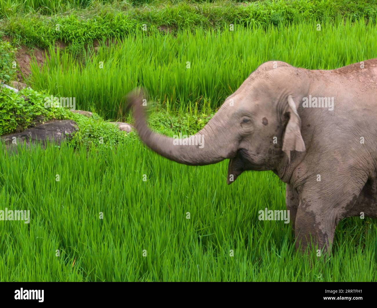 Asian elephants crops hi-res stock photography and images - Alamy