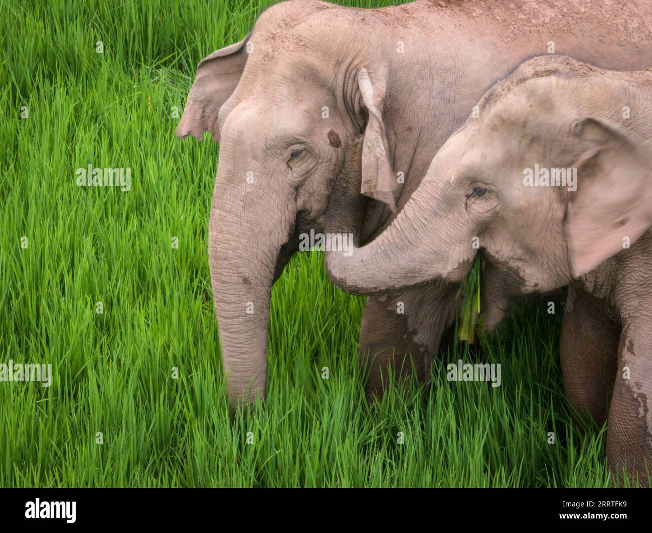 Asian elephants crops hi-res stock photography and images - Alamy