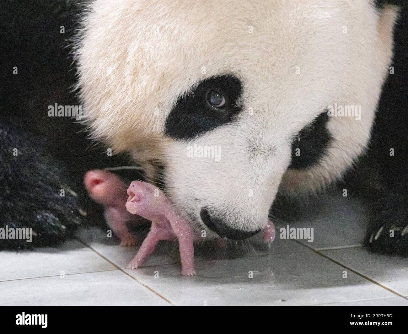 230711 -- SEOUL, July 11, 2023 -- Giant panda Ai Bao and its cubs are pictured at in Yongin ...